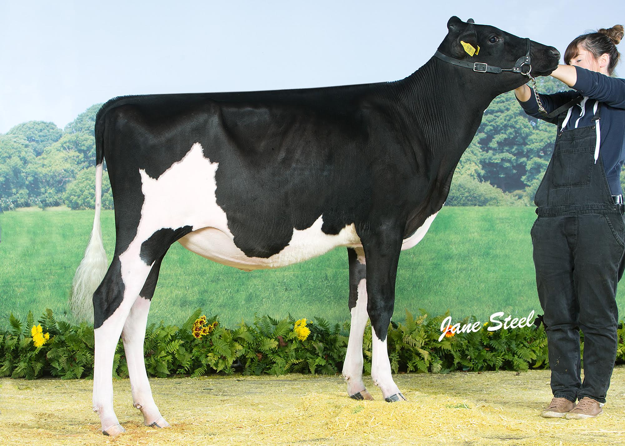 Papoose – Emerald Holsteins